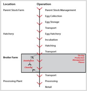 Broiler Farming: The Definitive Guide (2020)