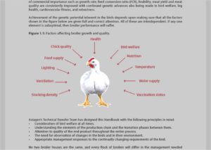 Broiler Farming: The Definitive Guide (2020)