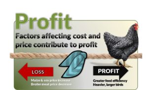 Broiler Farming: The Definitive Guide (2020)