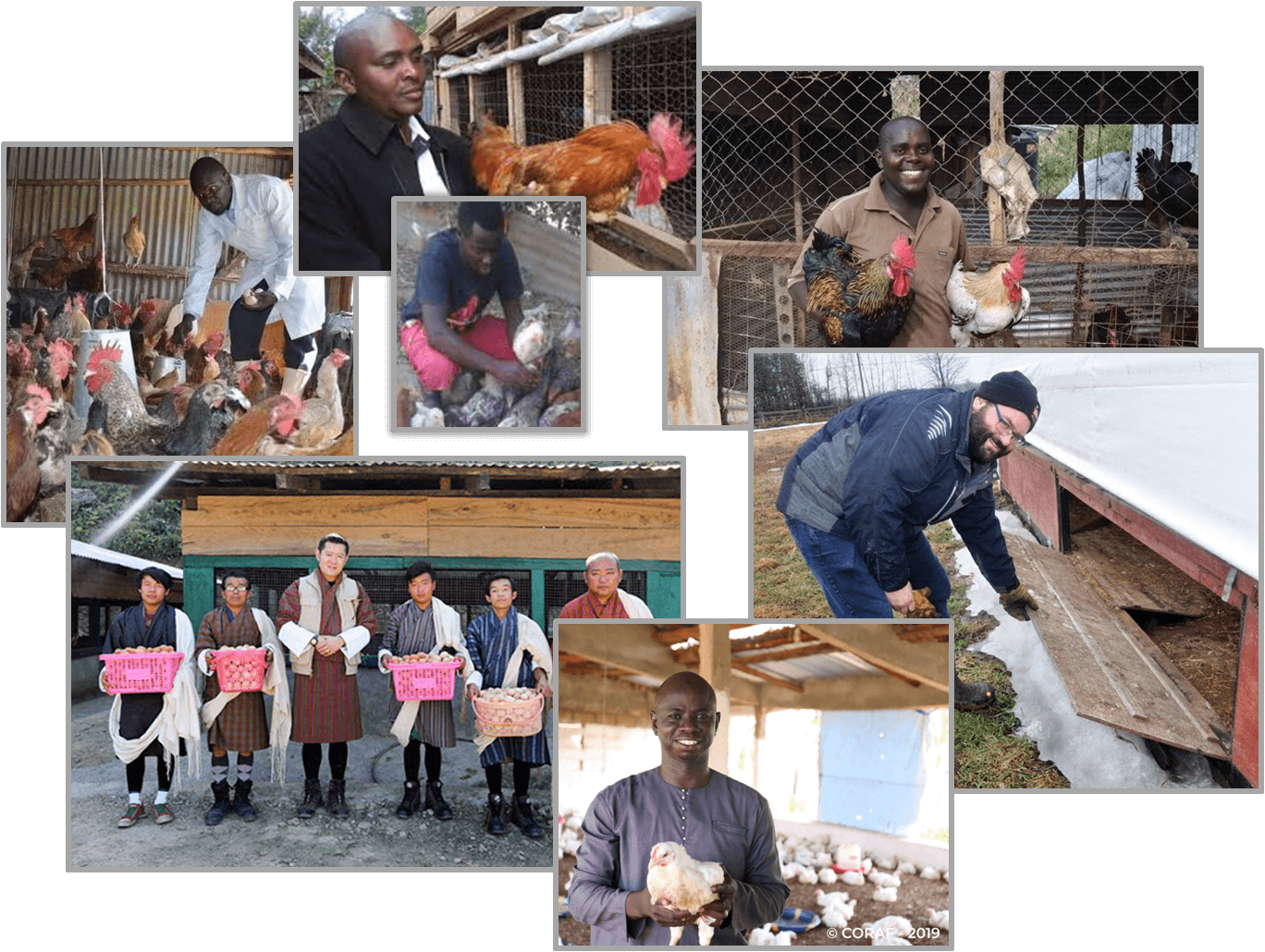 Poultry Farming Project Stories...From Around The World