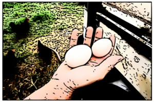 How To Start A Poultry Farm (Ultimate Guide For Beginners)