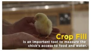 Broiler Brooding Best Management Practices