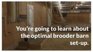 Broiler Brooding Best Management Practices