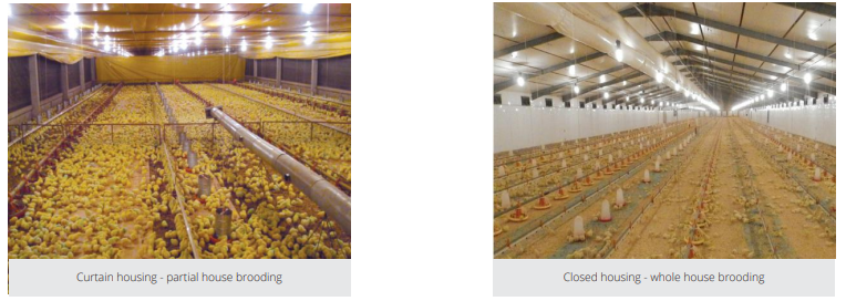 Whole house brooding vs. Partial house brooding?